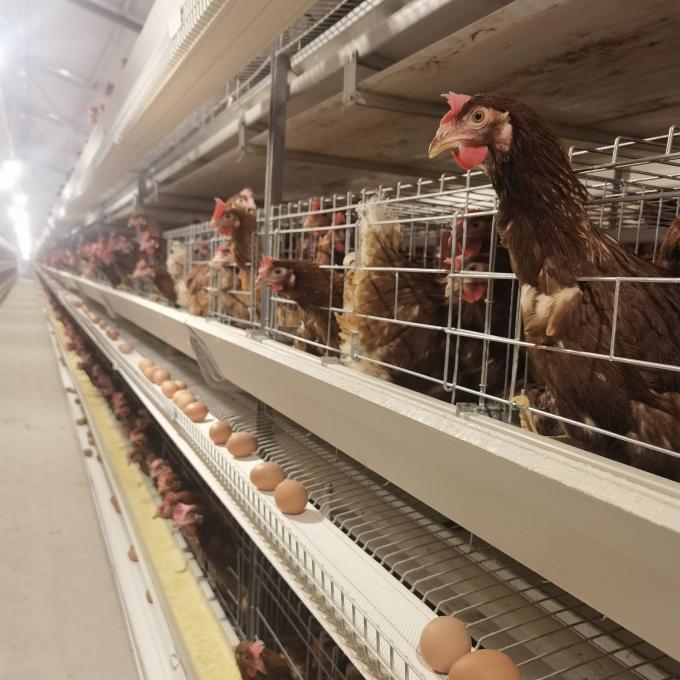 Provide The Best Egg Collection Belt For Automated Laying Hen Farms