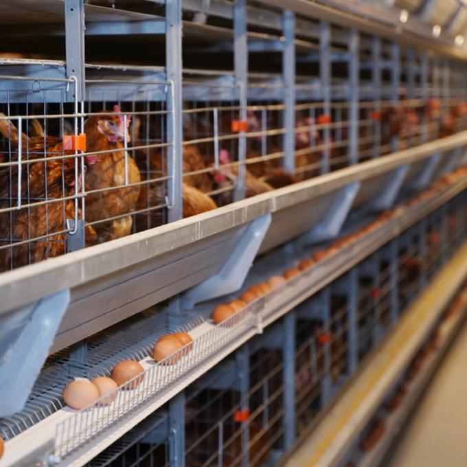 Guide to Daily Use and Maintenance of Egg Collection Belt Systems in ...