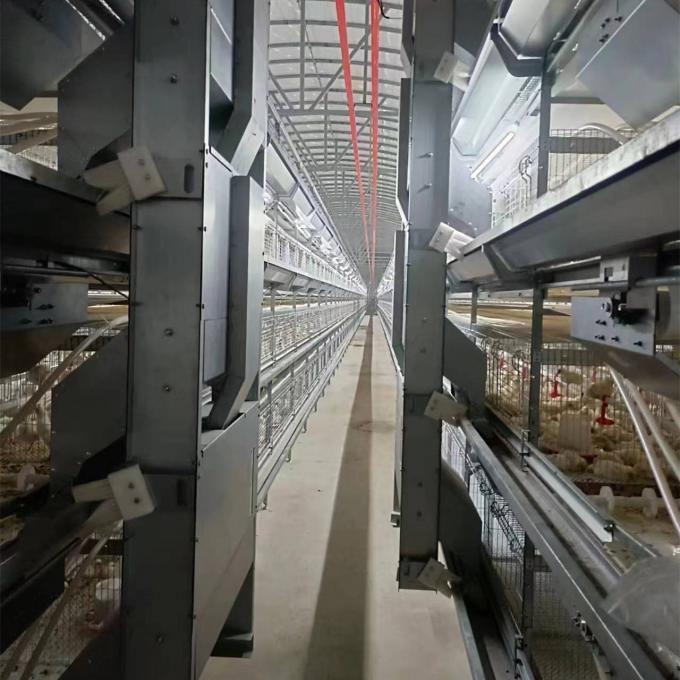Guide to Daily Use and Maintenance of Egg Collection Belt Systems in ...