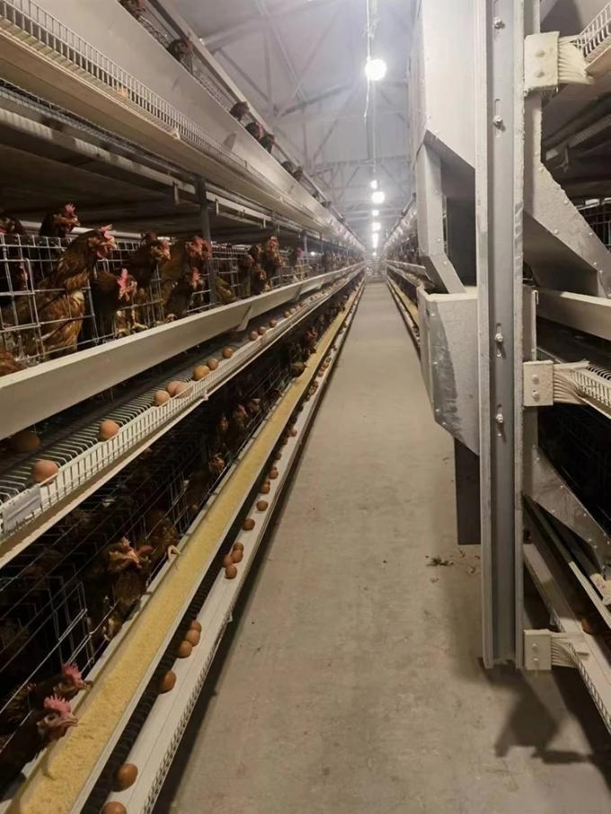 Guide to Daily Use and Maintenance of Egg Collection Belt Systems in ...