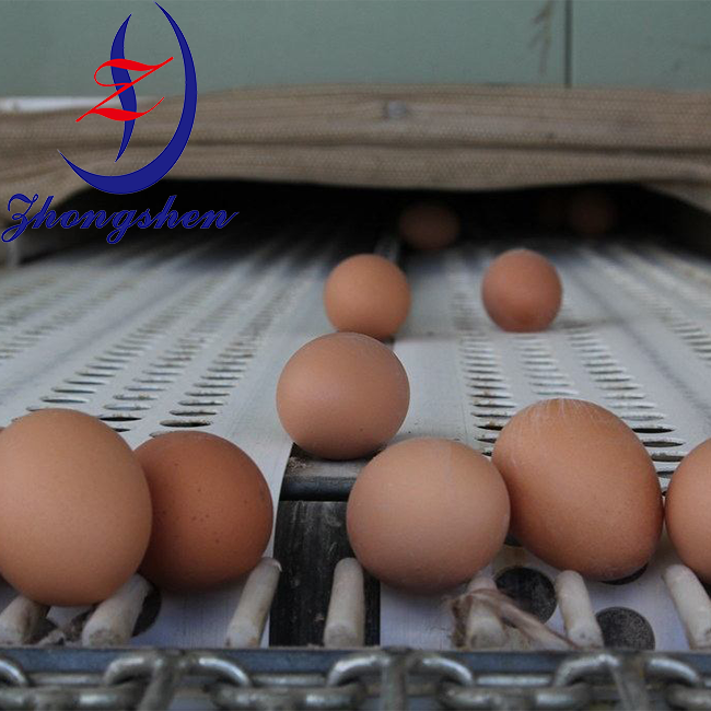 What is the Best Egg Collection Belt for Poultry Farm Breeder Chicken ...