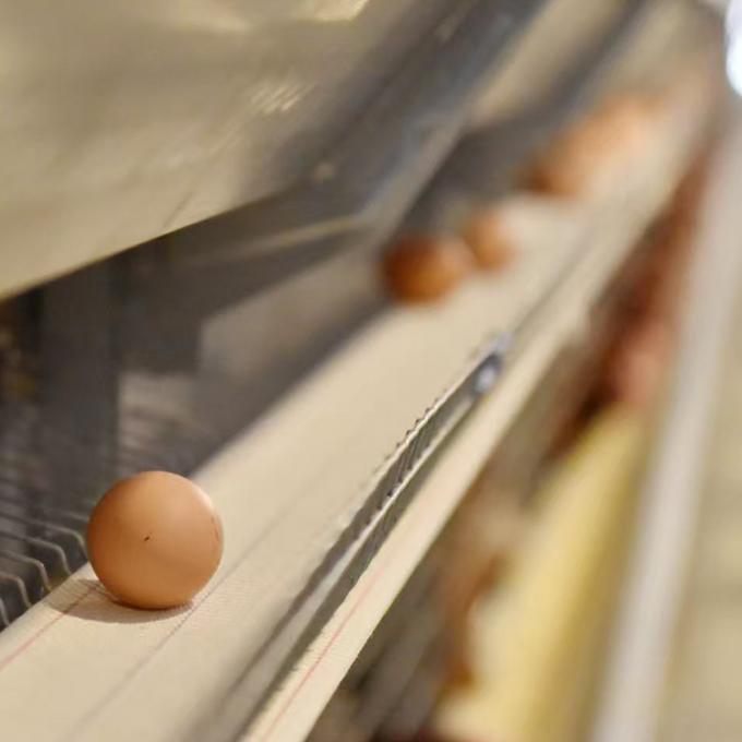 The Complete Guide to Egg Collection Belts: Essential Equipment for ...