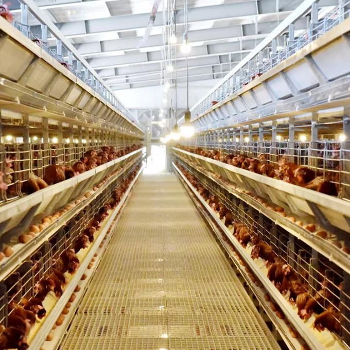 Getting It Right: A Technical Guide to Egg Collection Belt Tension and ...