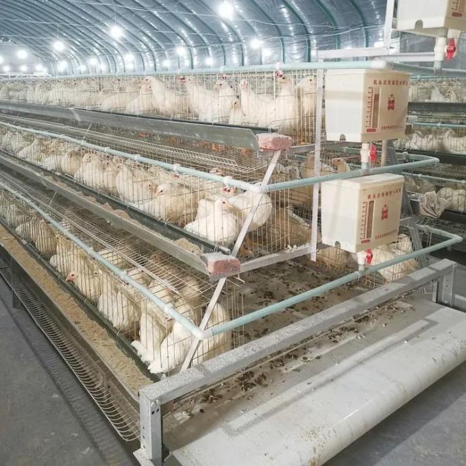 Choosing the Best Poultry Manure Belt: A 5-Step Guide